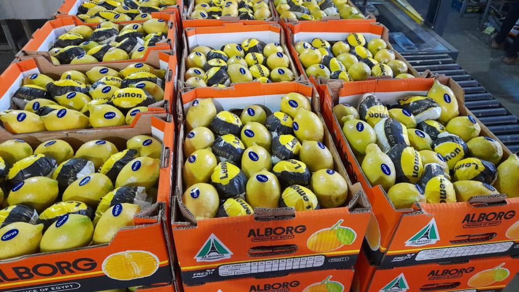 Home | Alborg Export