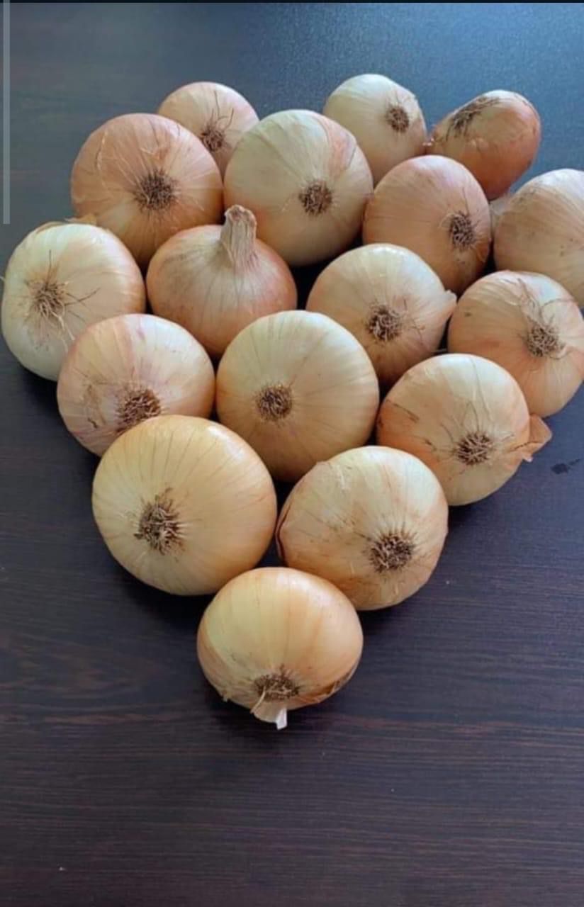 Home | Alborg Export